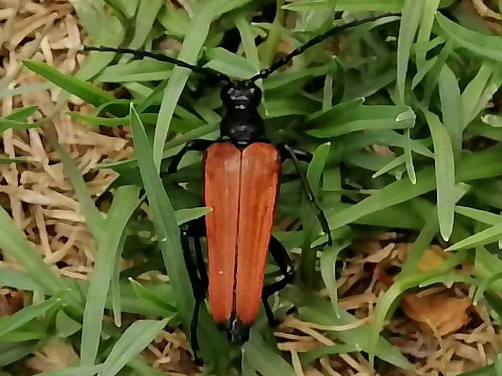 30 Common Orange Beetles (With and Without Black Spots)