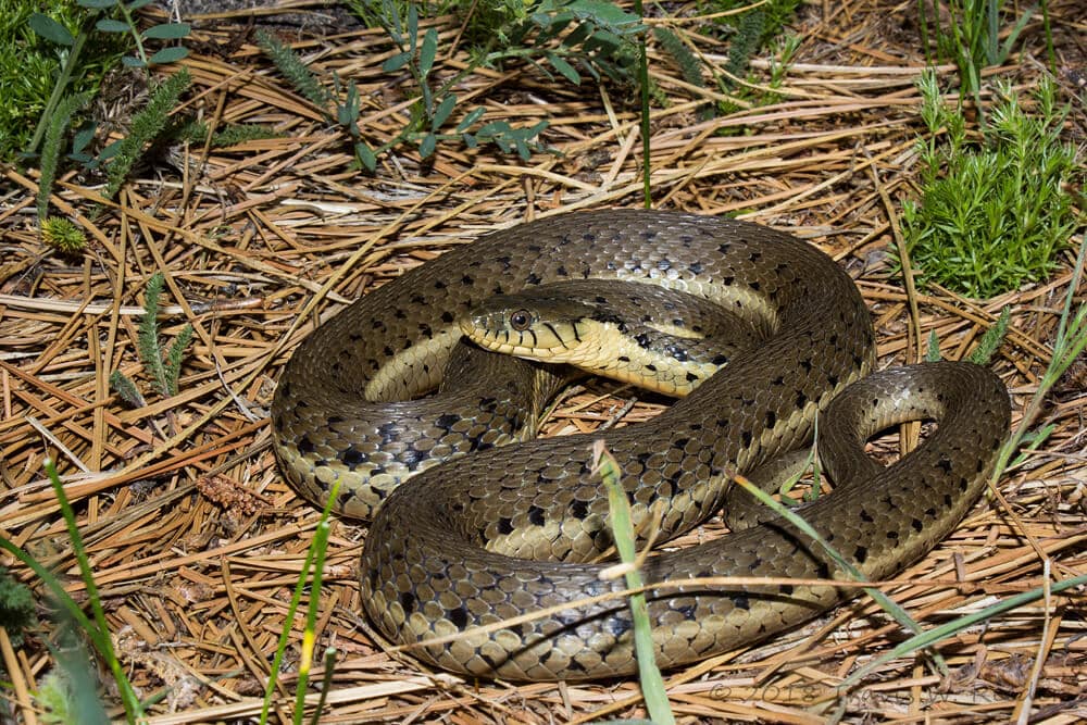 45 Snakes With Spots (Brown Spots, Black Spots, and More)