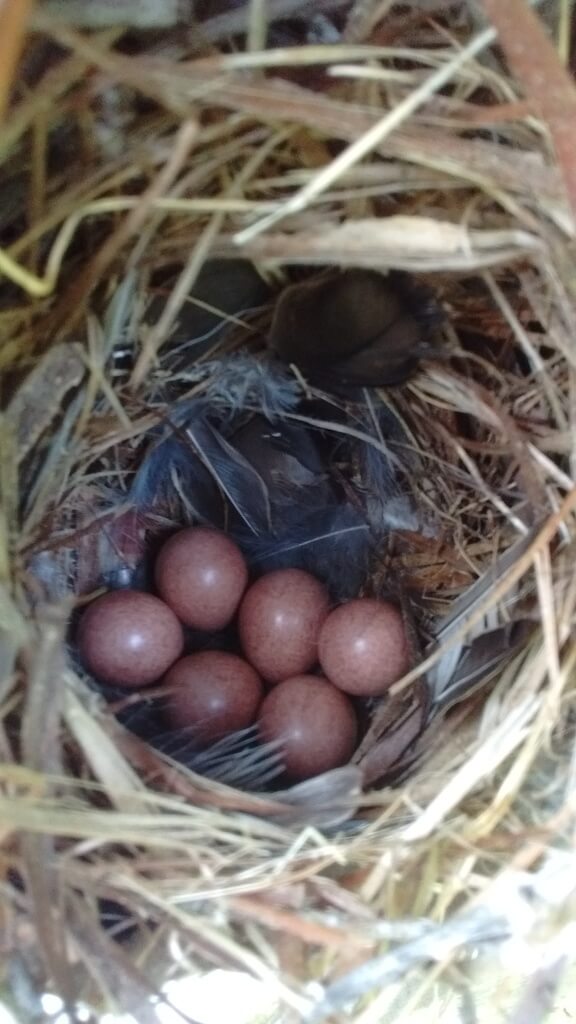 15 Birds That Lay Red Eggs (with Pictures)