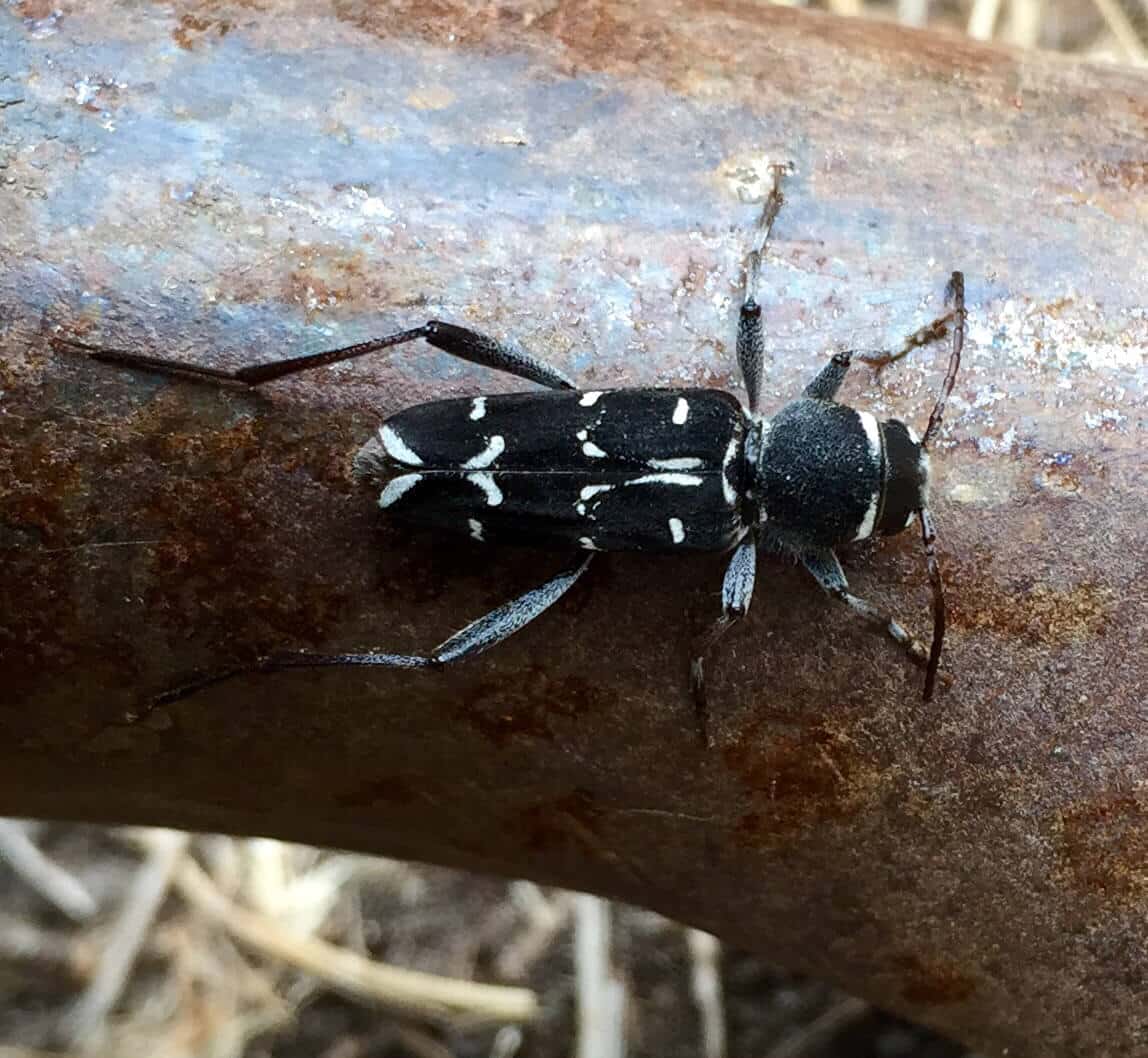 15 Black Bugs With White Stripes (Pictures and Identification)