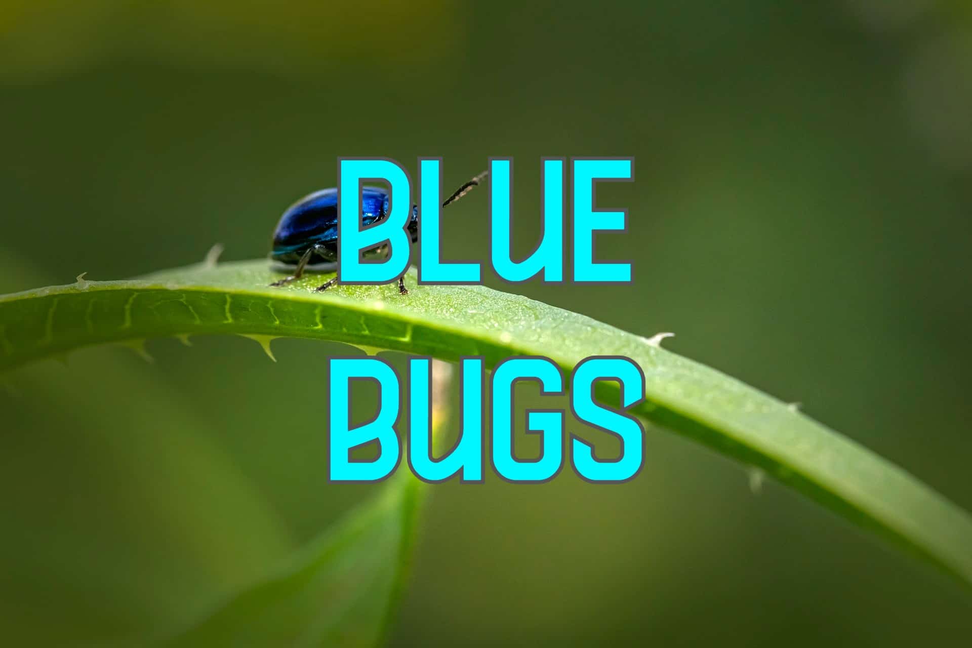 33 Blue Bugs You May Encounter (Some Can Fly)