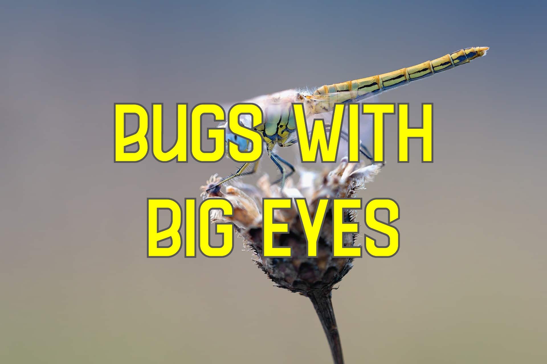 5 Bugs With Big Eyes (Plus Bugs With Fake Large Eyes)