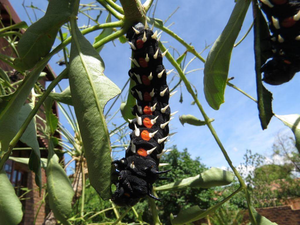 7 Black and Red Caterpillars (Pictures and Identification)