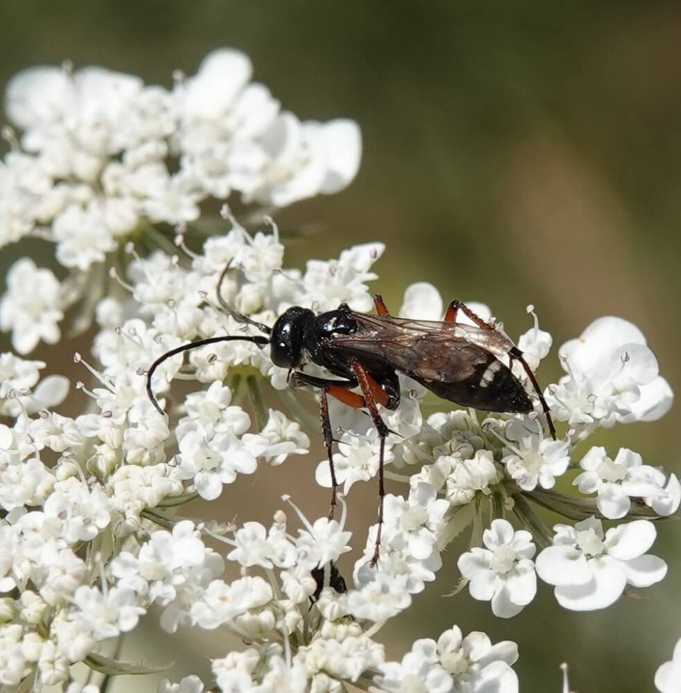 16 Bugs With Red Legs (Pictures and Identification)