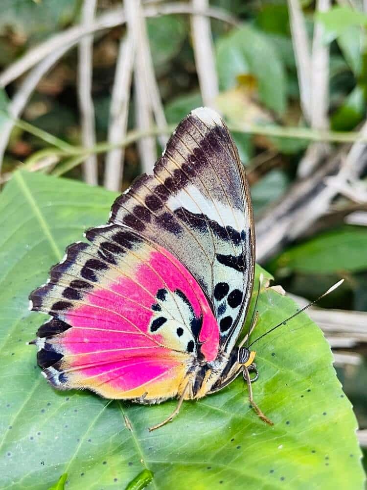 15 Vivid Pink Butterflies in The World (with Pictures)