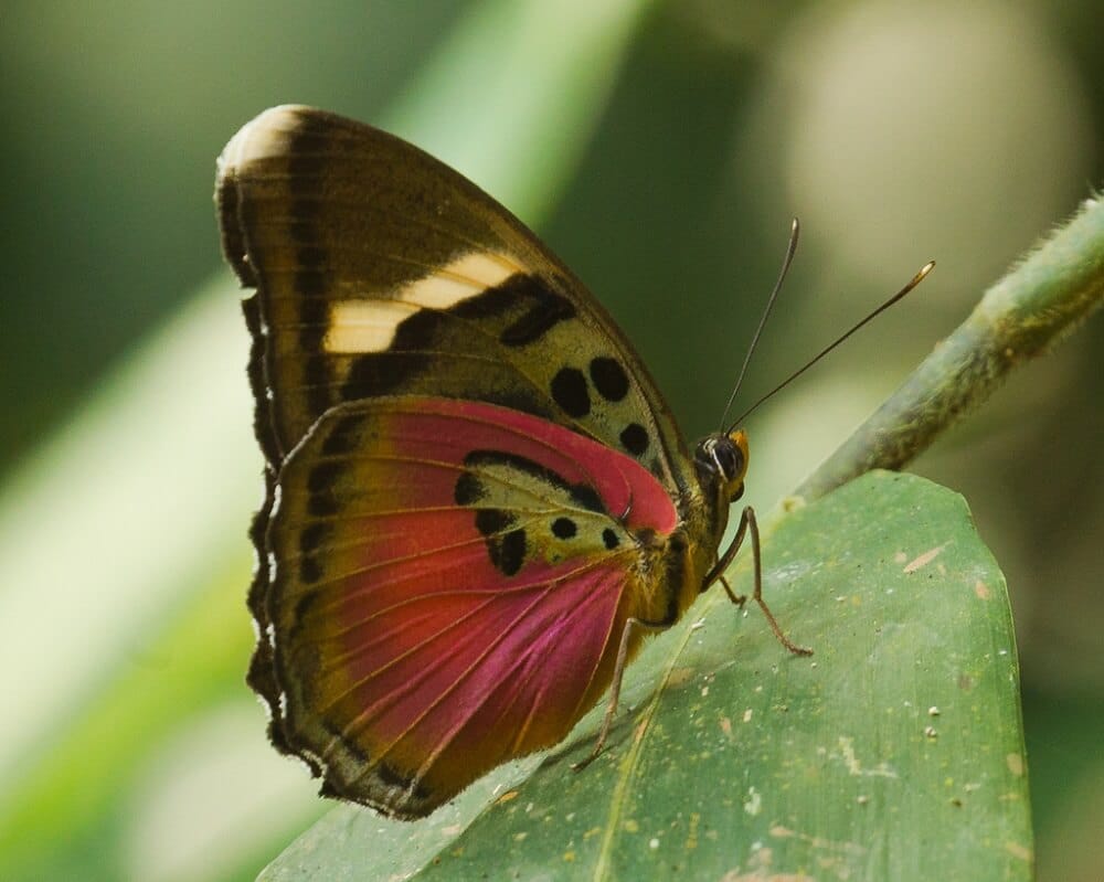 15 Vivid Pink Butterflies in The World (with Pictures)