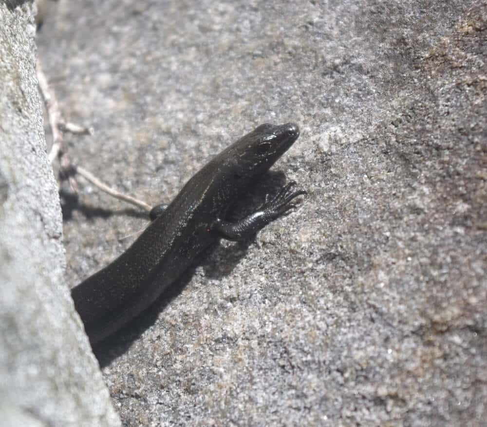 12 Black Lizards in The World (with Pictures)
