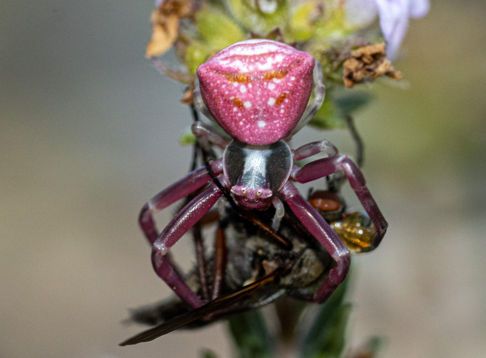 15 Amazing Pink Spiders in The World (with Pictures)