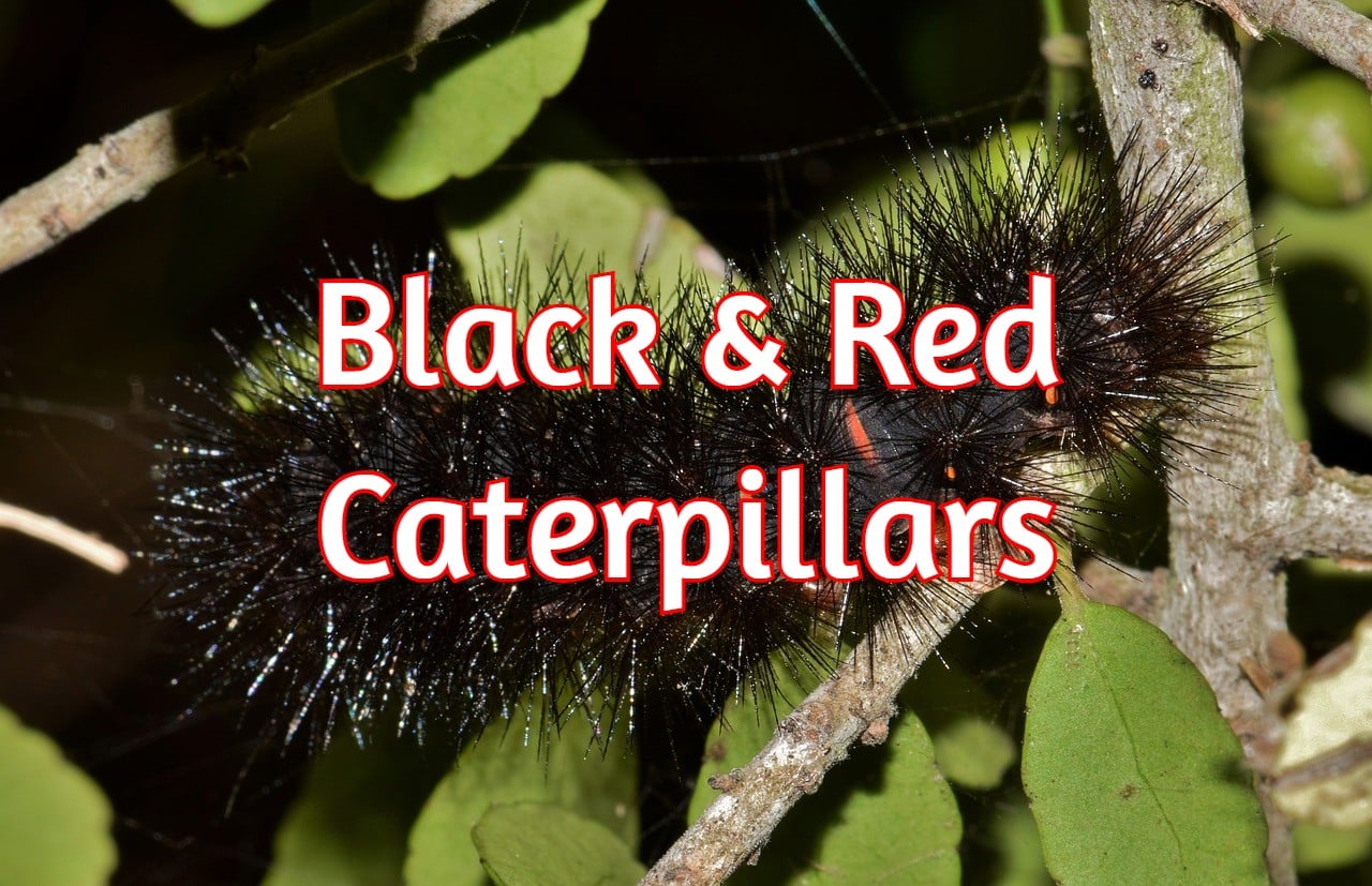 7 Black and Red Caterpillars (Pictures and Identification)