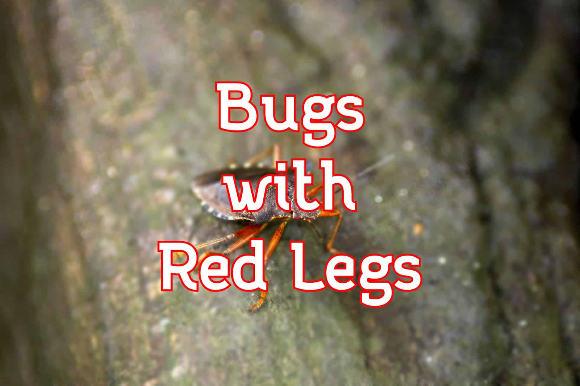 16 Bugs With Red Legs (Pictures and Identification)