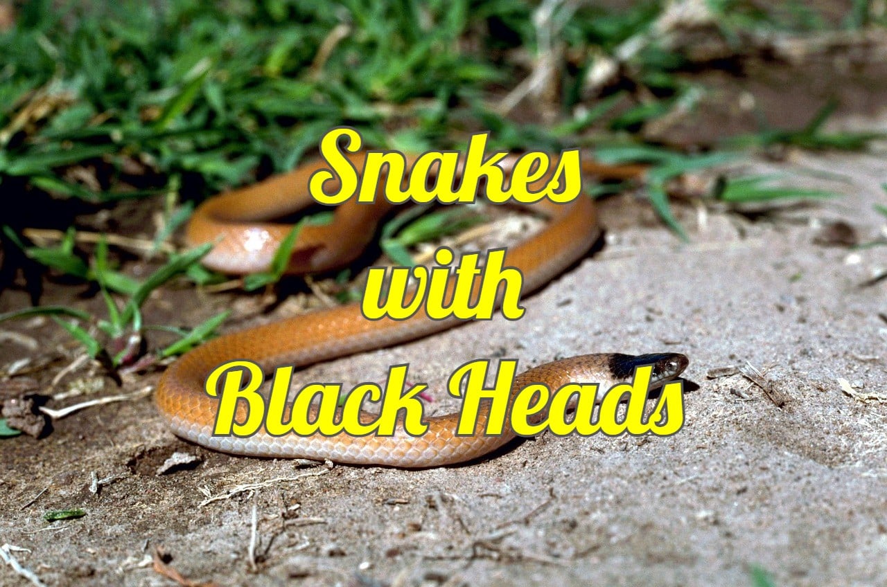 24 Snakes With Black Heads (with Pictures)