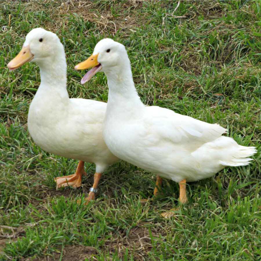 14 Types of White Ducks (with Pictures)