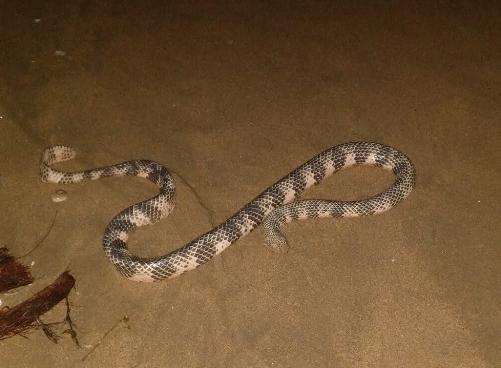 Top 15 Scariest Snakes in The World (Pictures and Facts)