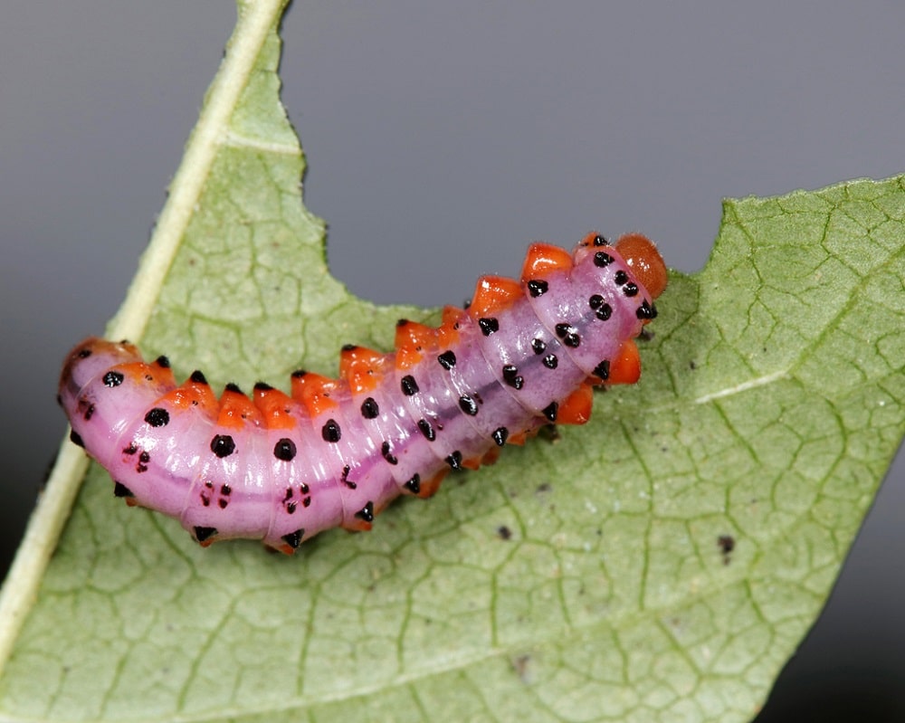 8 Beautiful Purple Caterpillars You May Encounter (with Pictures)