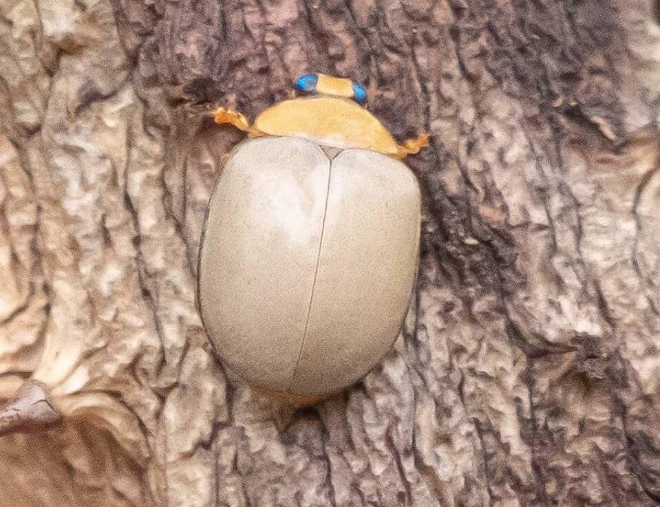 29 Amazing Animals With Blue Eyes (with Pictures)