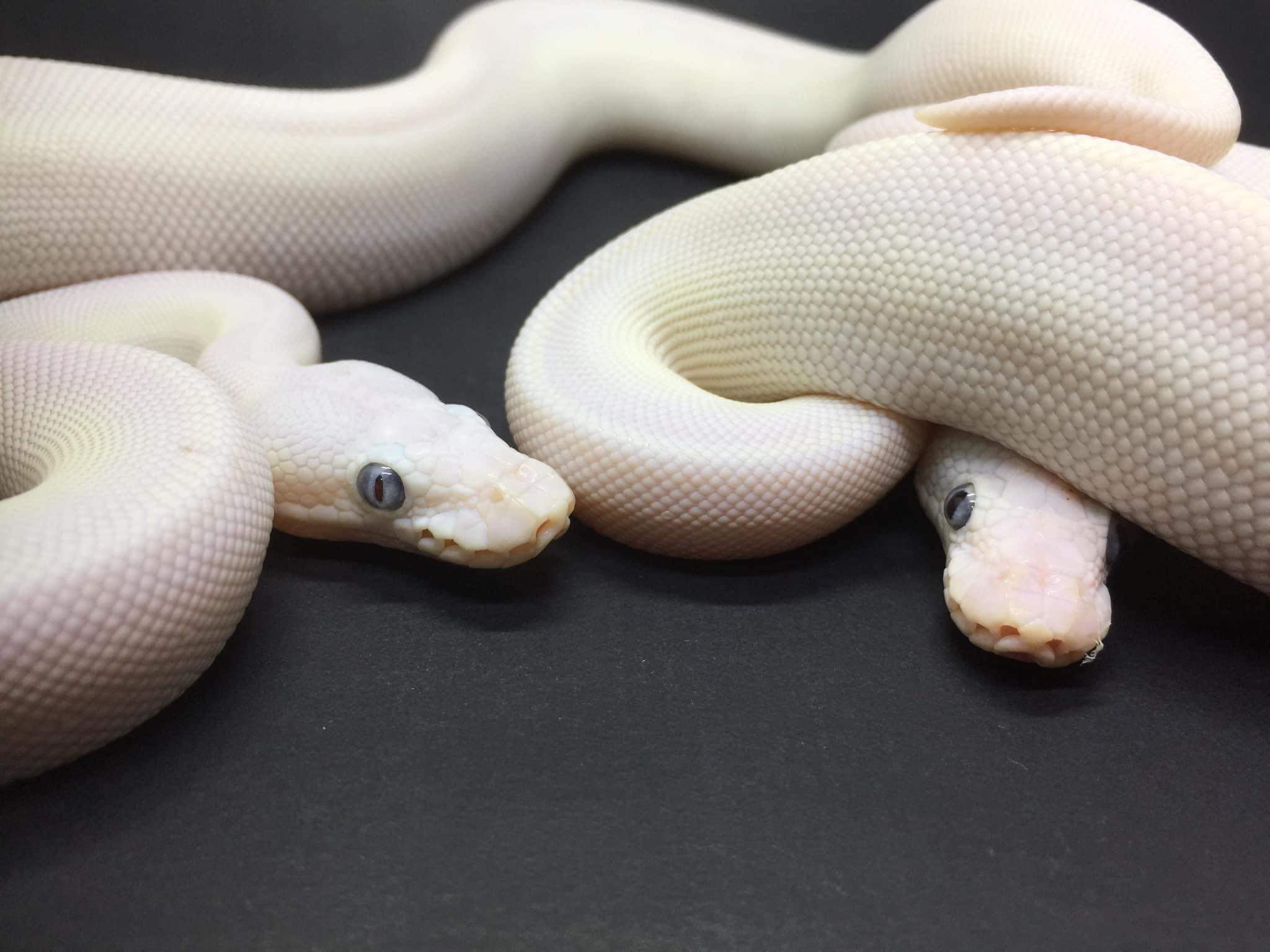 29 Amazing Animals With Blue Eyes (with Pictures)