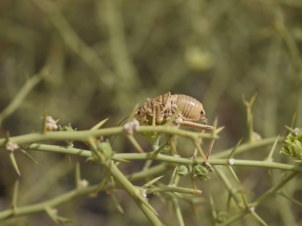 40 Hardy Bugs in the Desert (Pictures and Facts)