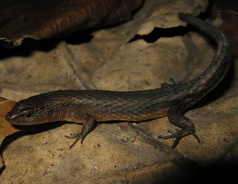 20 Common Lizards In The Rainforest (with Pictures)