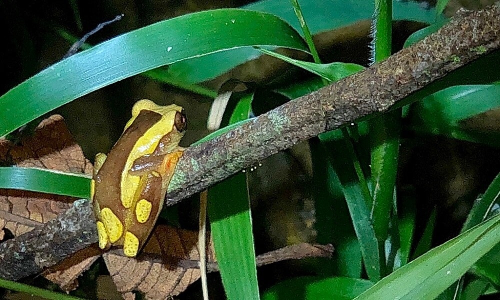 26 Frogs and Toads In The Rainforest (Some Are Poisonous)