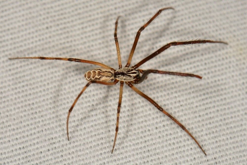 19 Common Spiders in the Desert (with Pictures)