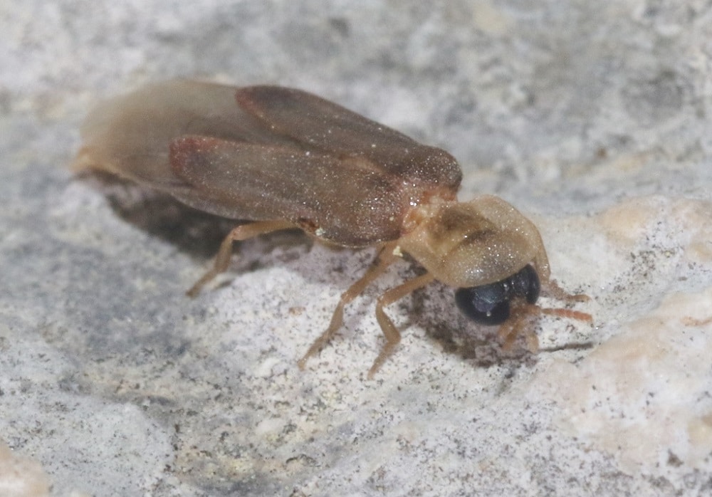 40 Hardy Bugs in the Desert (Pictures and Facts)