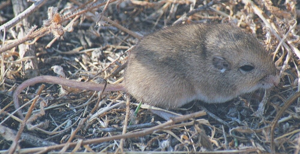 50 Animals of the Mojave Desert (With Pictures)