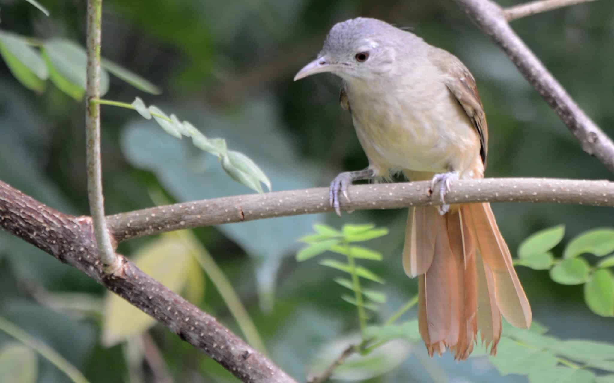 21 Beautiful Birds With Red Tails (with Pictures)