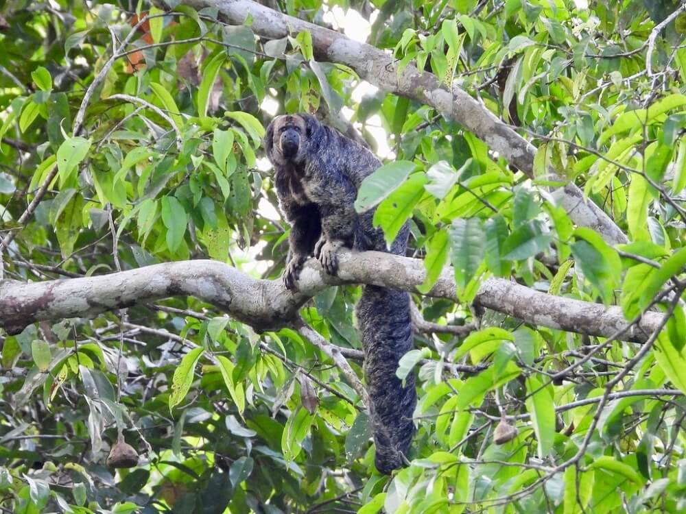 33 Types of Black Monkeys in The Wild (with Pictures)
