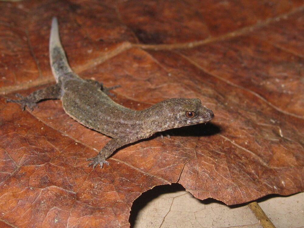 20 Common Lizards In The Rainforest (with Pictures)