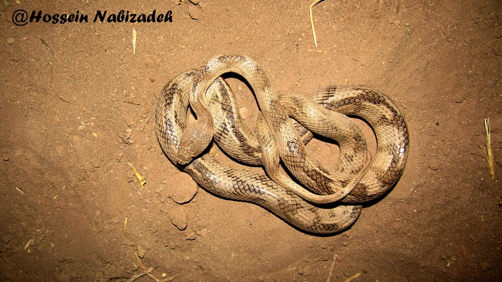 25 Common Snakes in the Desert (with Pictures)