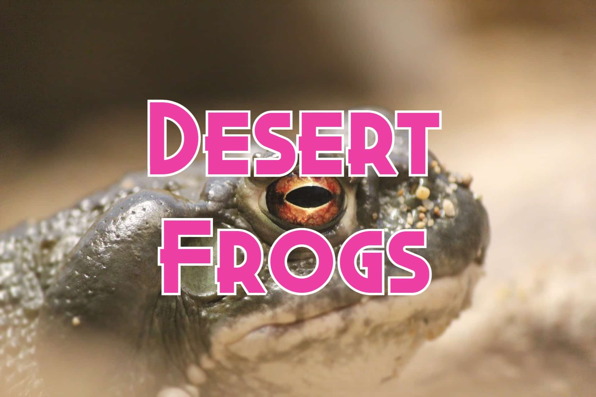 13 Amazing Frogs and Toads in the Desert (with Pictures)