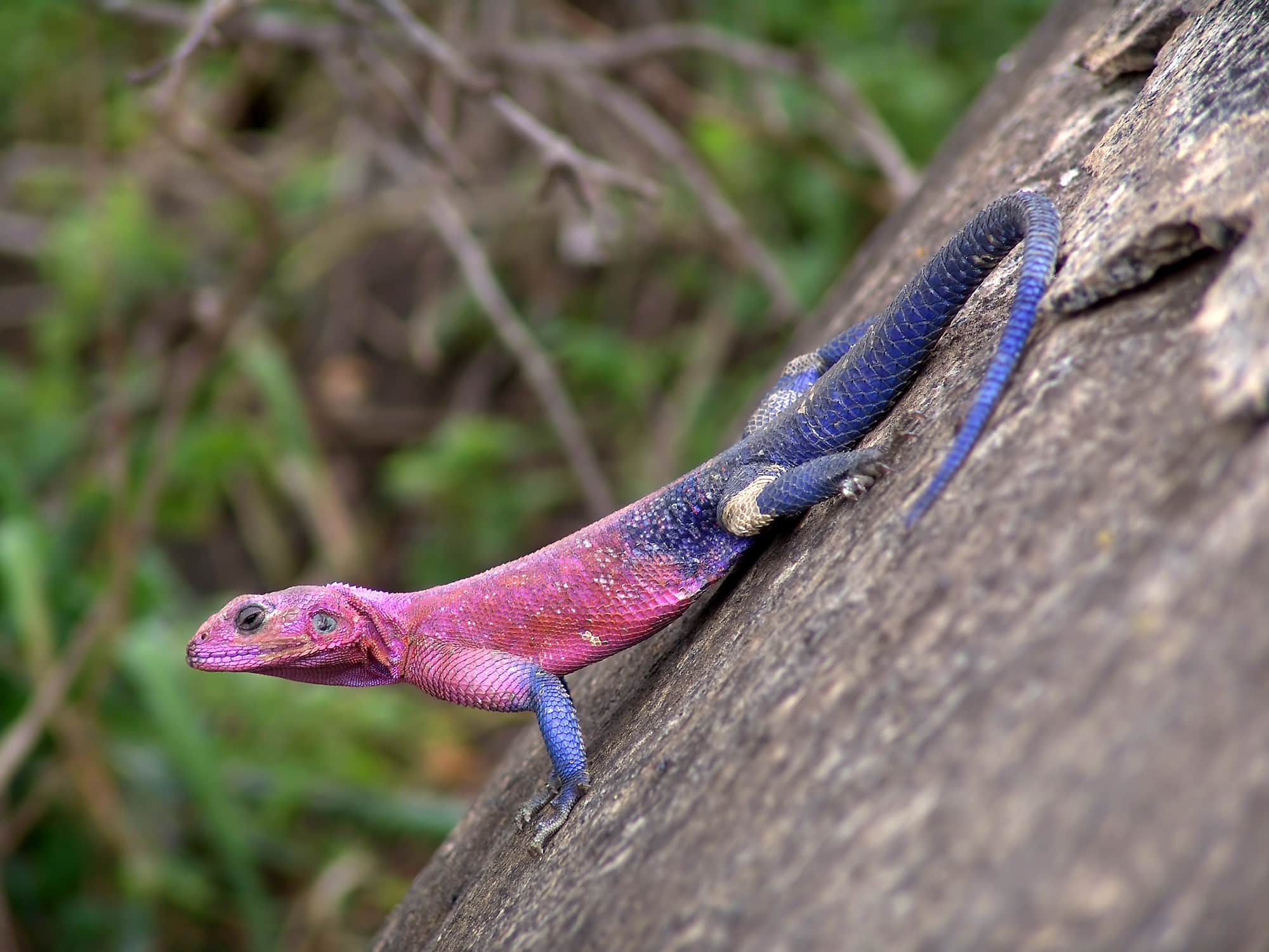 6 Rare Pink Lizards In The World (with Pictures)