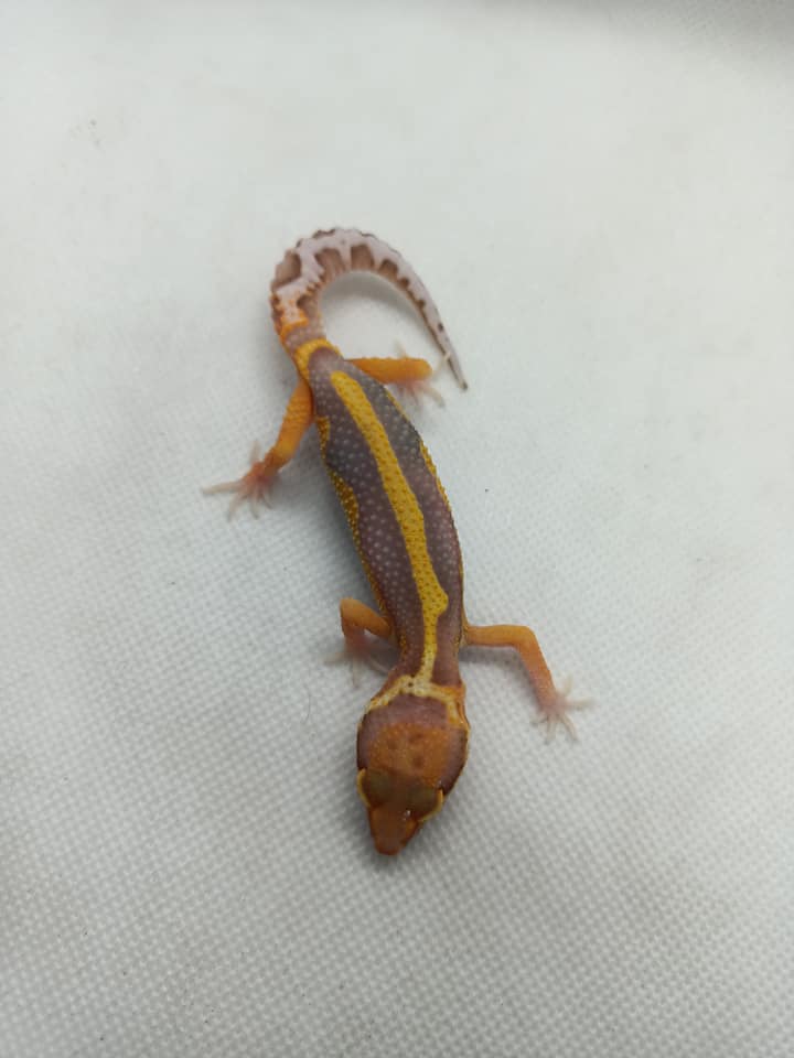 6 Beautiful Purple Lizards in The World (with Pictures)