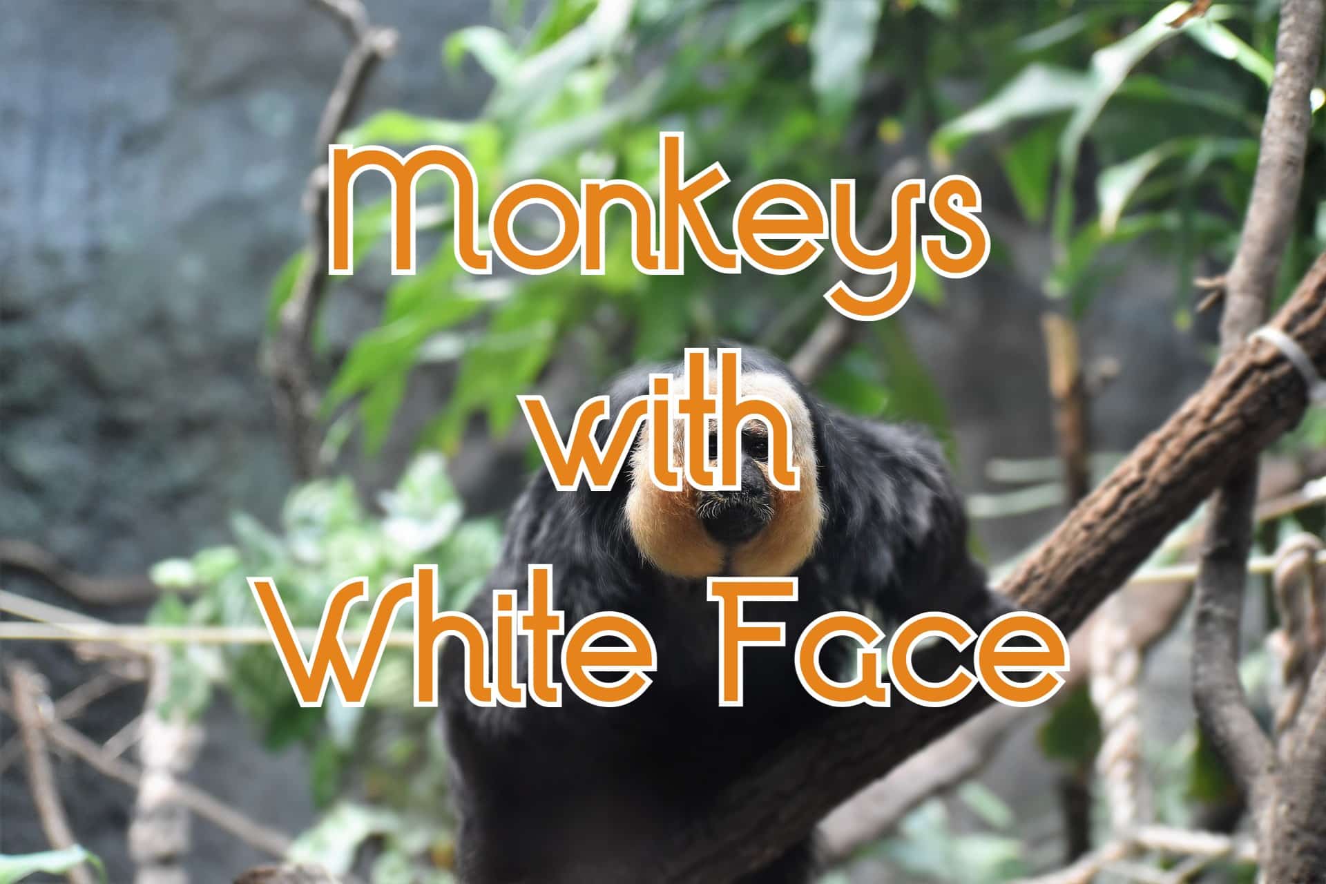 11 Monkeys With White Faces (with Pictures)