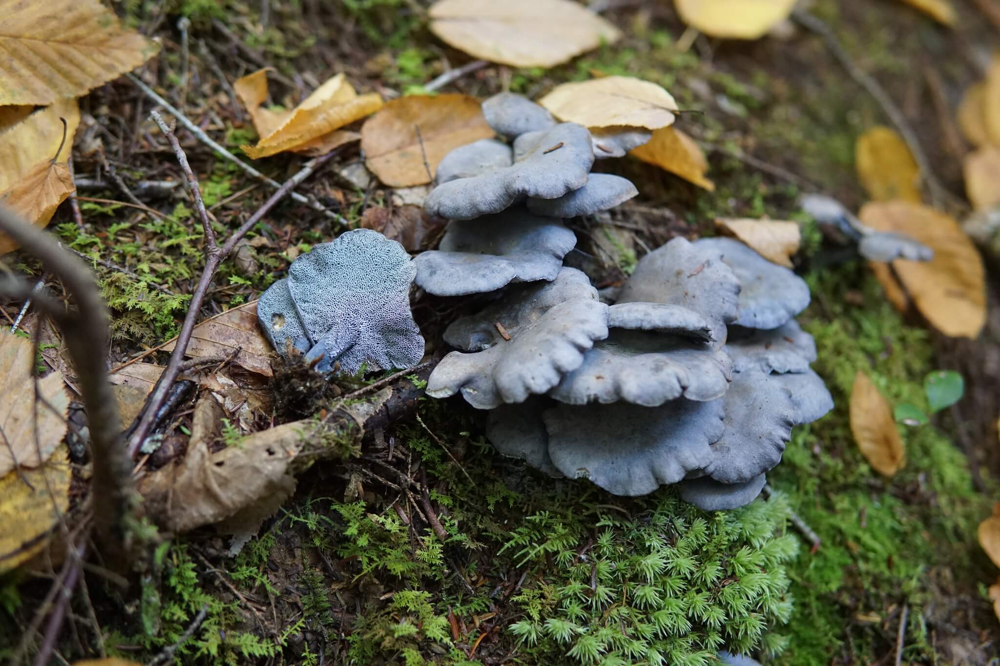 18 Types of Blue Mushrooms (Pictures and Edibility)
