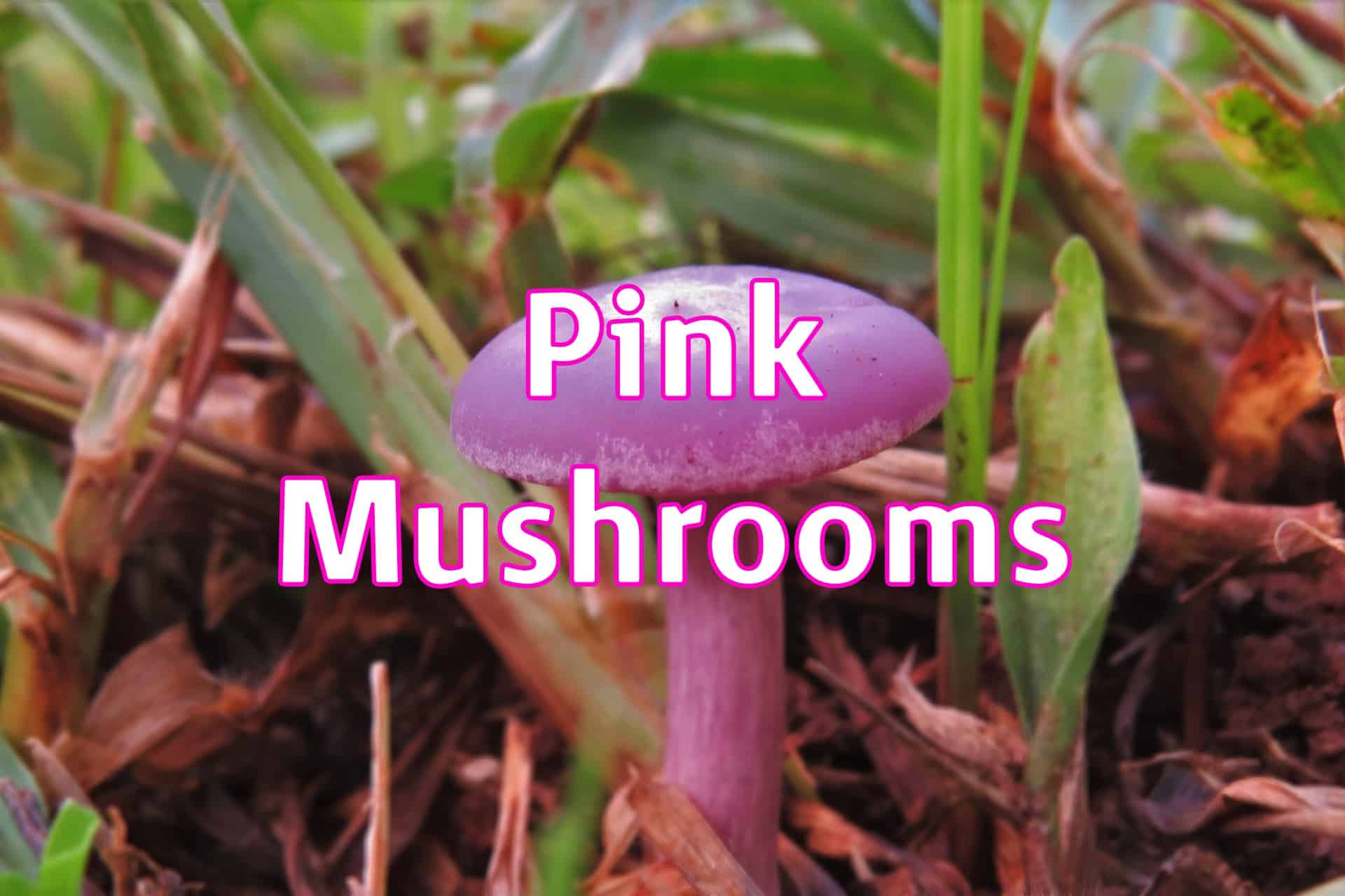 24 Pink Mushrooms and Fungi (Identification and Edibility)