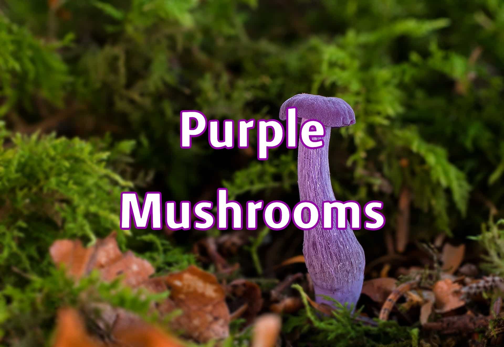 23 Vivid Purple Mushrooms (Pictures and Identification Guide)