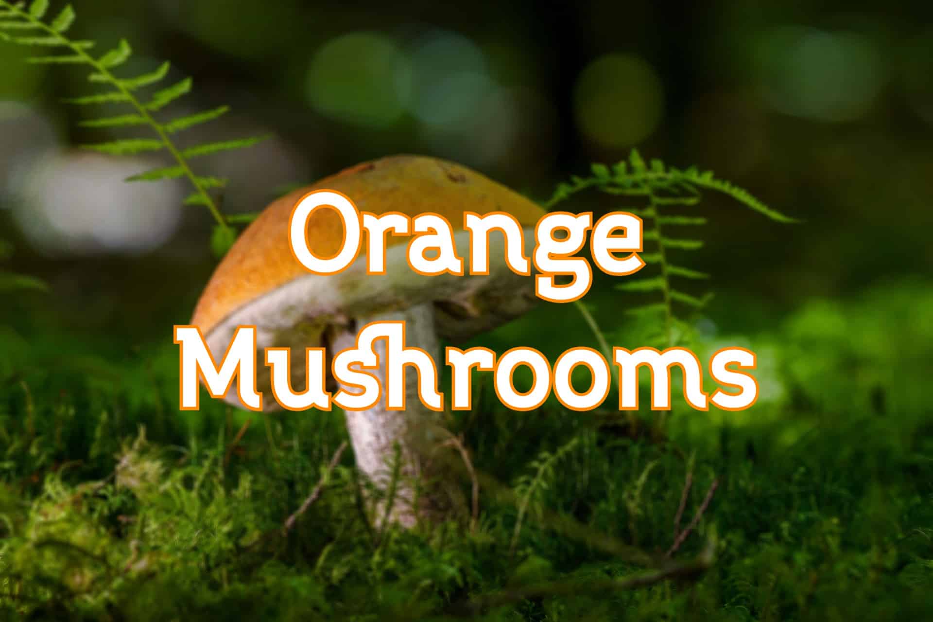 38 Orange Mushrooms and Fungi (Identification And Edibility)