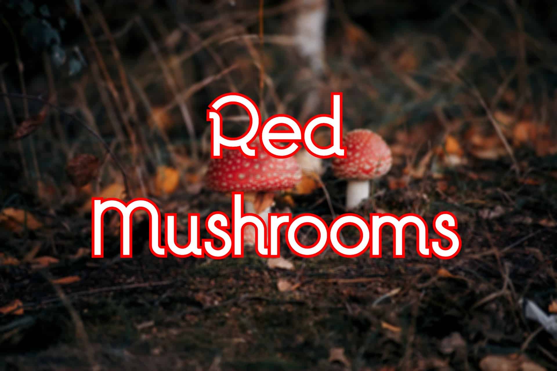 39 Red Mushrooms and Fungi (Identification And Edibility)