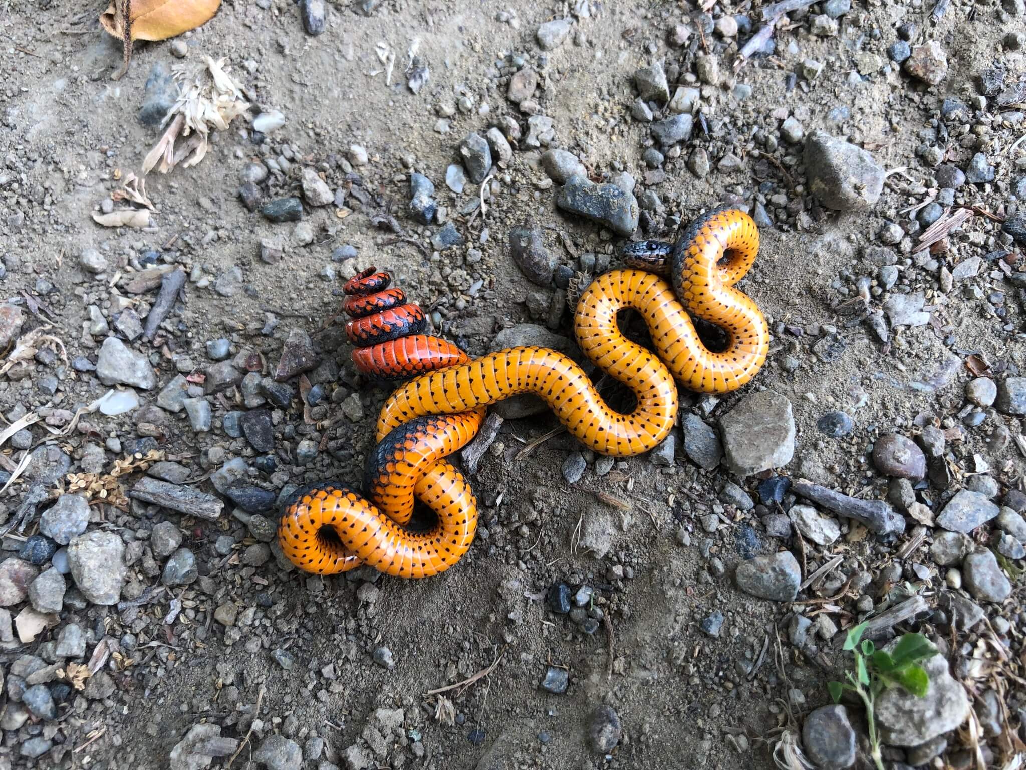 13 Vivid Orange Snakes You Might Encounter (with Pictures)