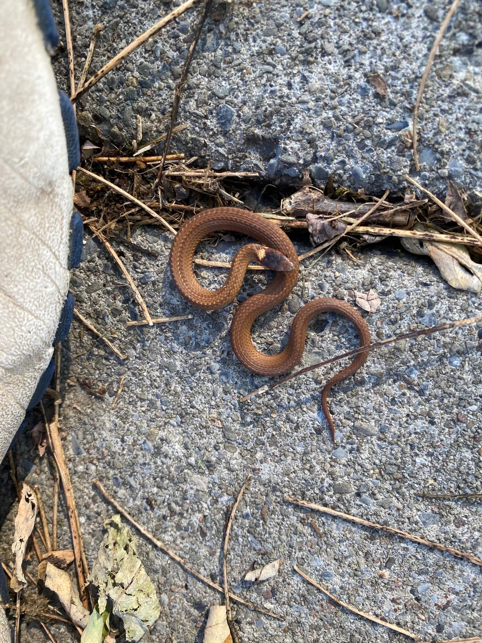 13 Vivid Orange Snakes You Might Encounter (with Pictures)