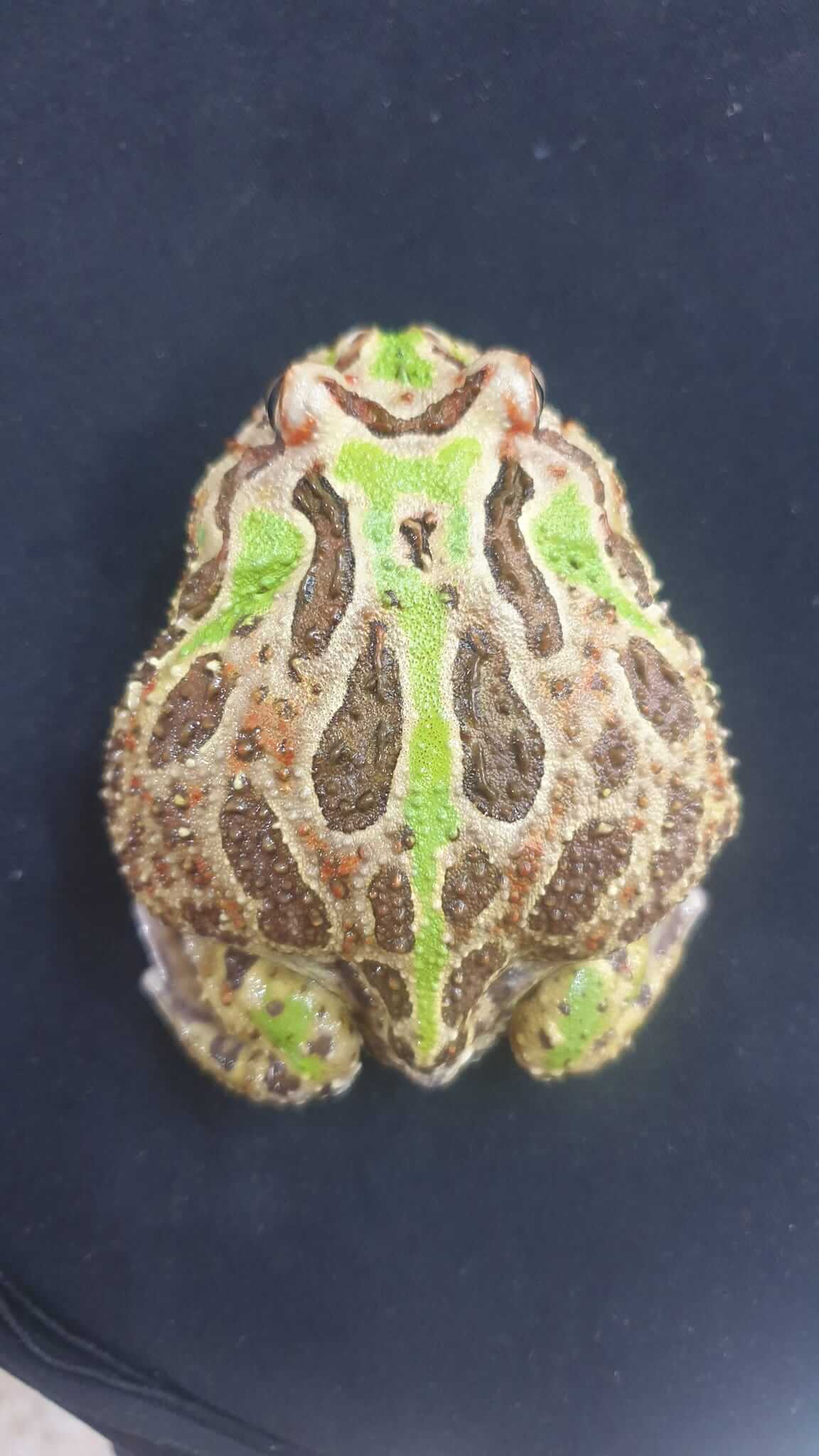 21 Pacman Frog Morphs, Colors, Species (with Morph Chart)