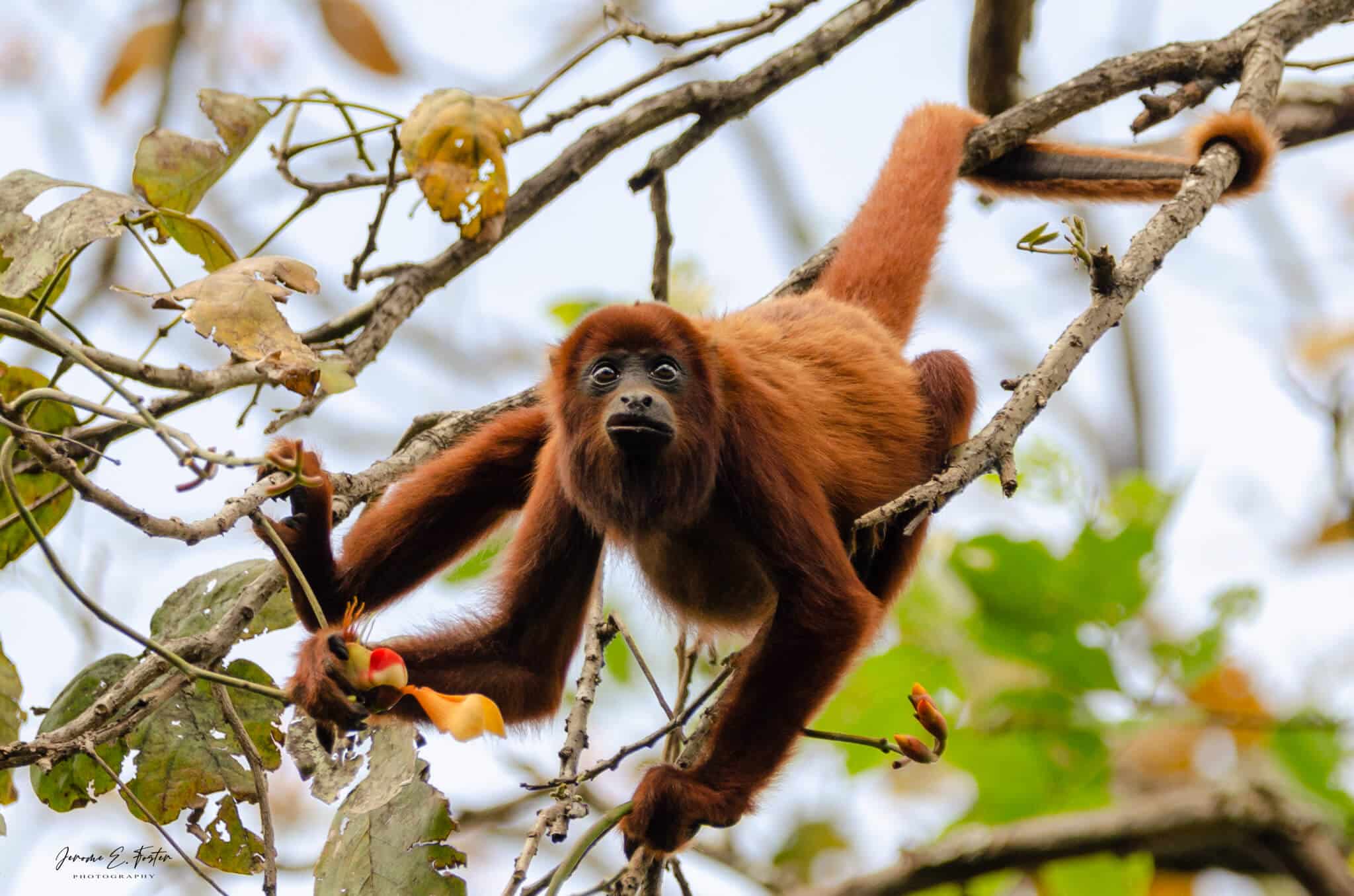 18 Types of Orange Monkeys (with Pictures)