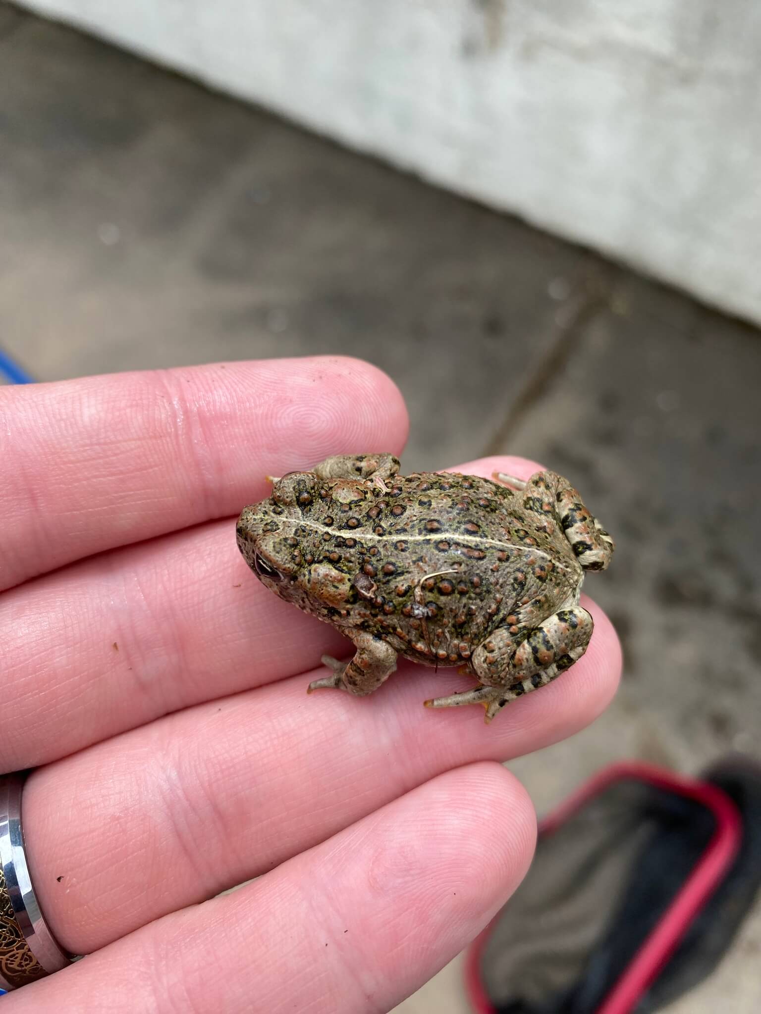 8 Poisonous Frogs And Toads In The United States