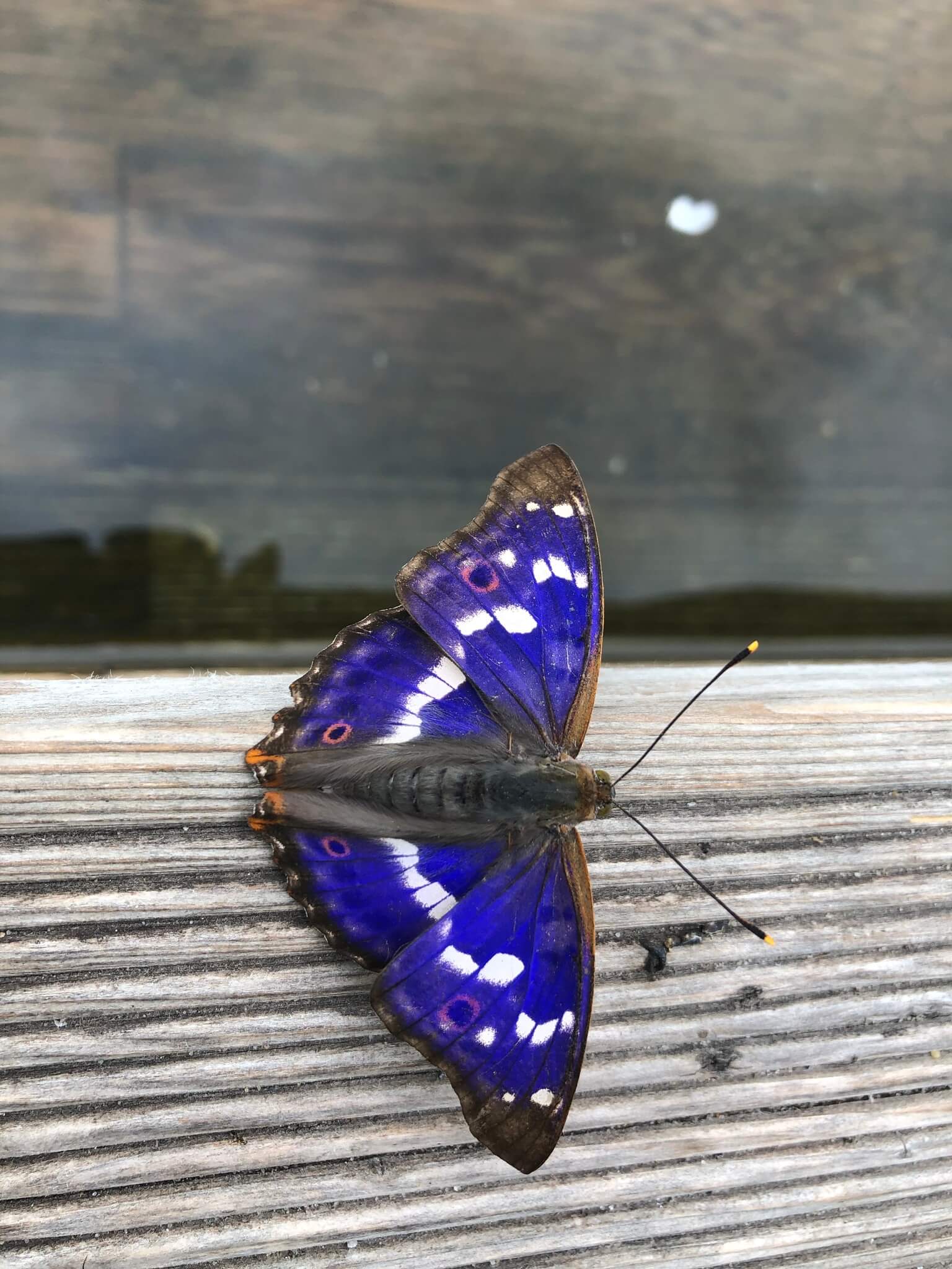 23 Amazing Purple Butterflies in The World (with Pictures)