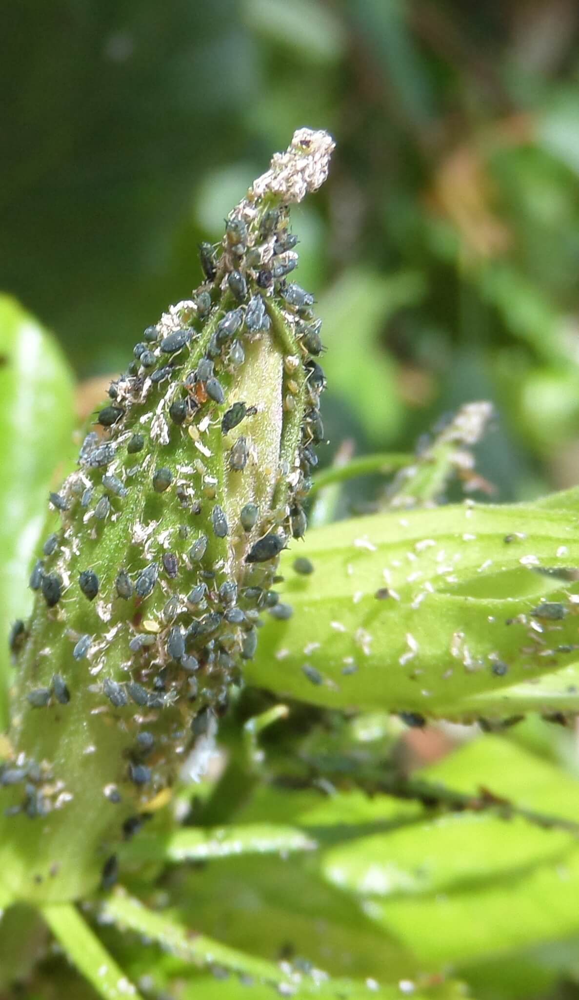30 Types of Aphids In North America (Pictures & Identification)