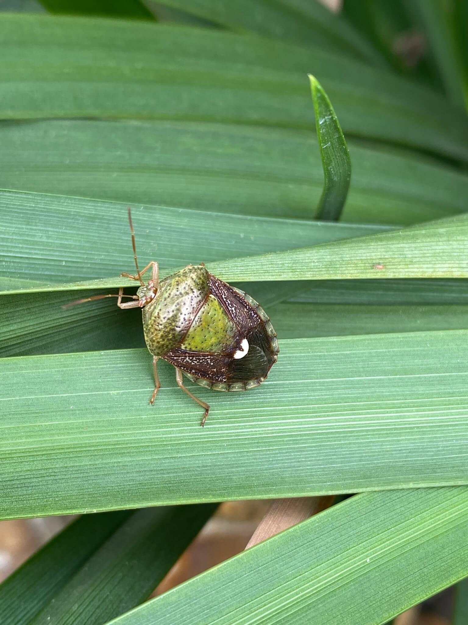 30 Types of Stink Bugs - Identification Guide and Pictures