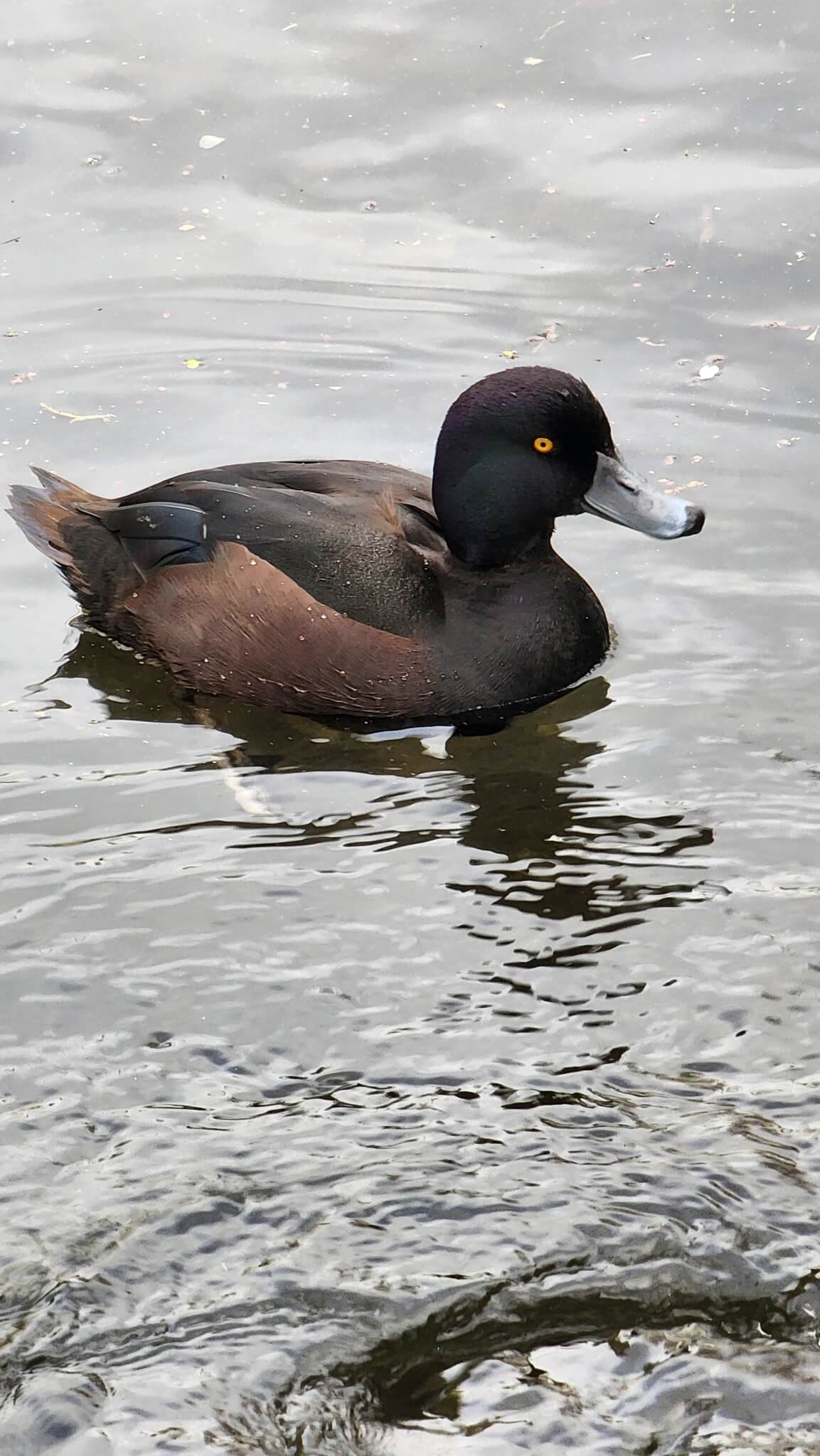 17 Types of Black Ducks (Wild and Domestic Breeds)