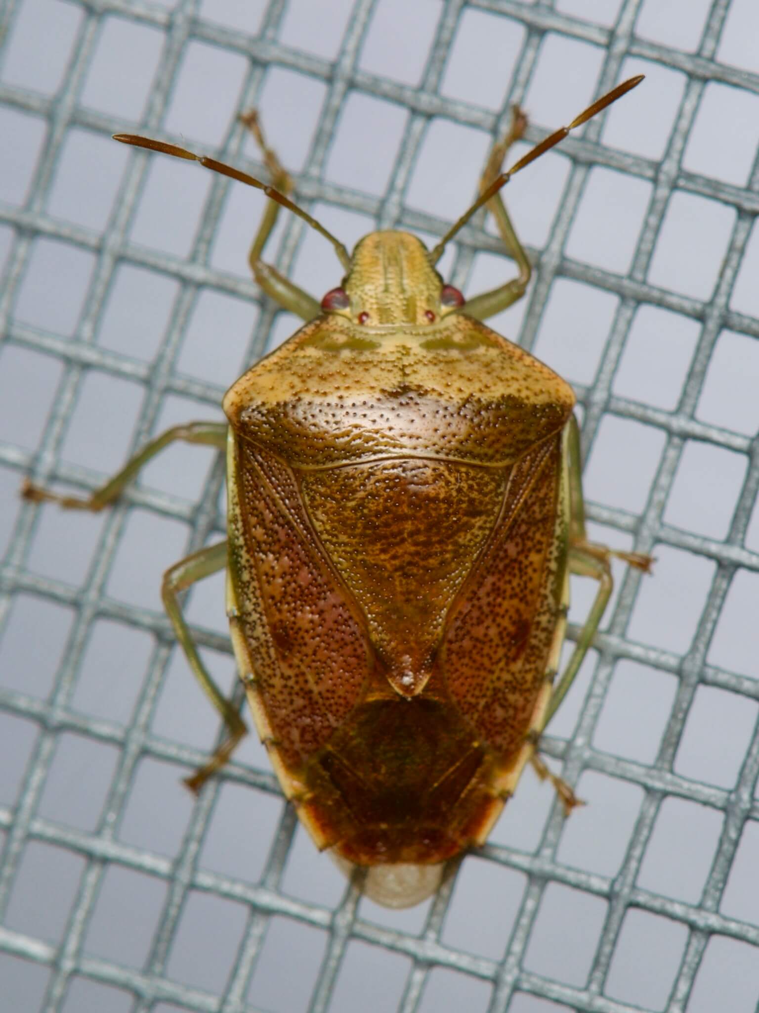 30 Types of Stink Bugs - Identification Guide and Pictures