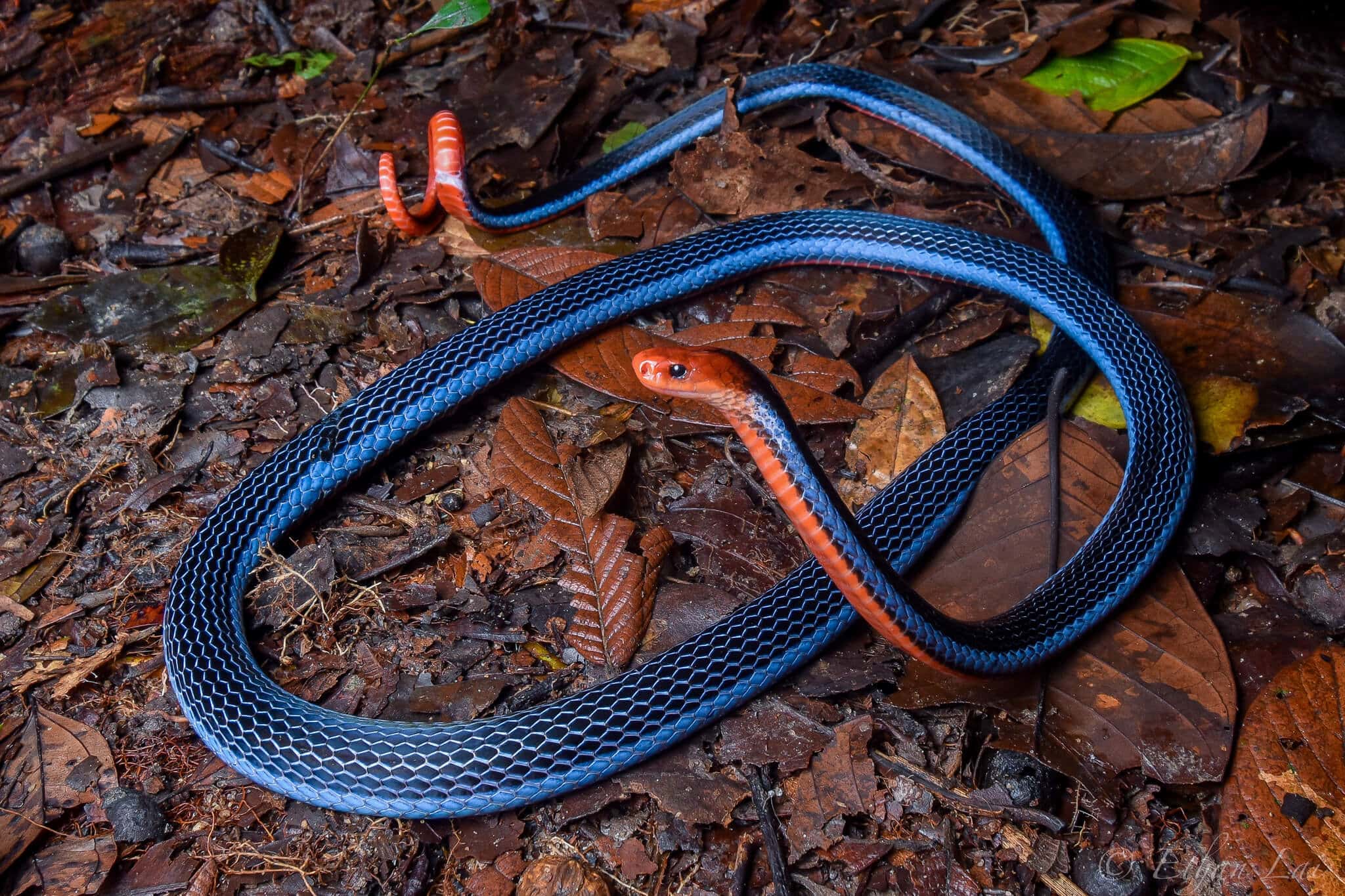 20 Amazing Blue Snakes in The World (with Pictures)